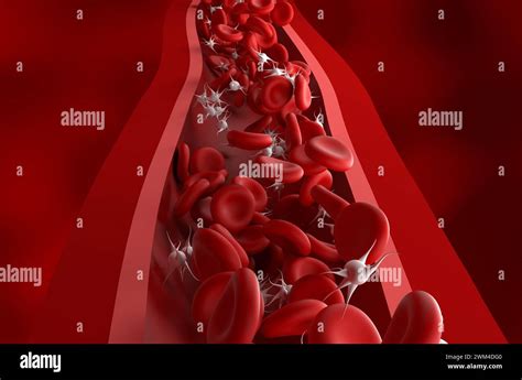 Normal Platelet Thrombocytes Count In The Blood Front View 3d