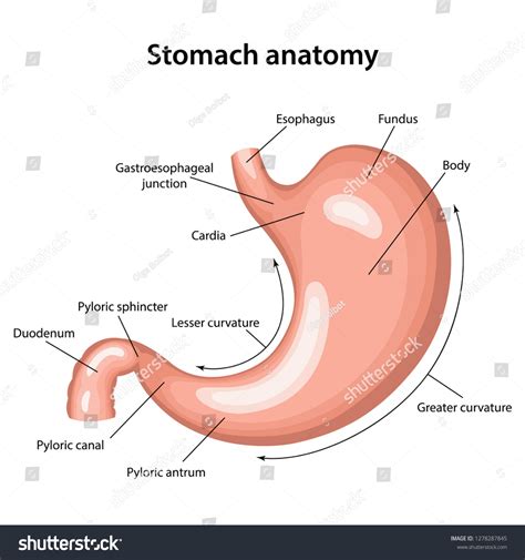 Parts Of Stomach Anatomy 3d Model Low Poly Stomach Cross Sectional