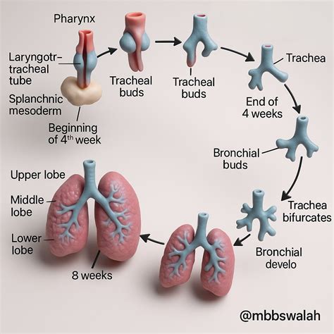 Understanding Lung Embryology Key Stages Of Development Mbbswalah