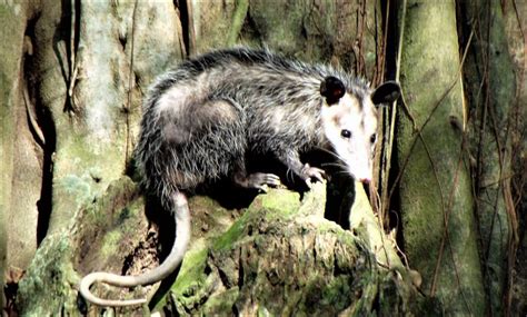 Marsupio Qué Es Características Función Animales Desarrollo De La