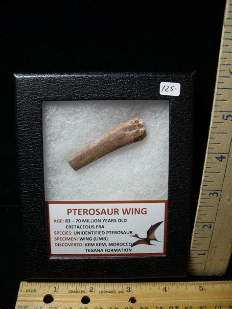 Pterosaur Wing Bone Partial 100522d The Stones And Bones Collection