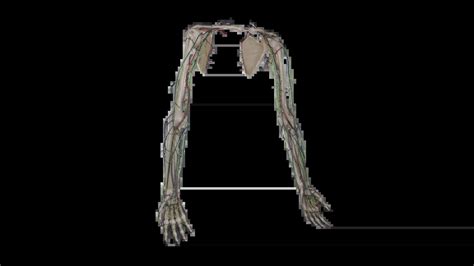 3d Anatomy Model Of Upper Limb Nerves Voka