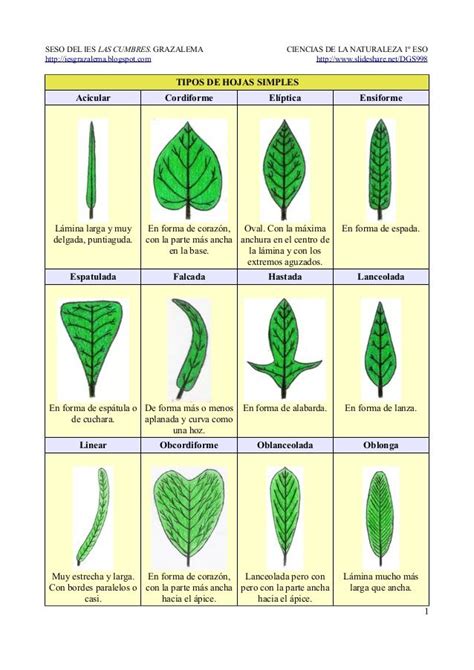 Tipos De Hojas Clasificacion De Las Hojas Hojas Caracteristicas De