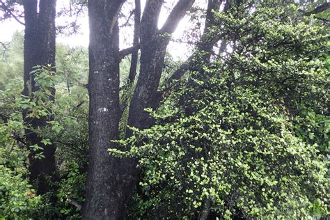 List Of Trees That Start With B Flora Fauna Fun