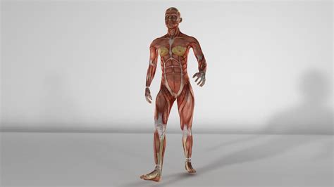 Muscular Female Anatomy 3d Model 50 C4d Fbx Free3d