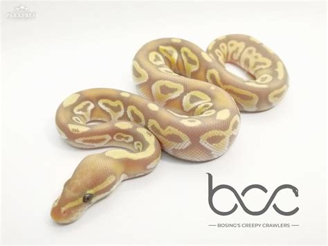 Banana Het Red Axanthic Mojave Morph List World Of Ball Pythons