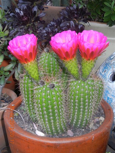 Pin De Carime En Mexico Flores Exóticas Plantas Exóticas Plantas Jardin