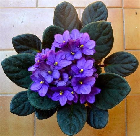 Violeta Africana Una Planta De Interior Con Hermosas Flores