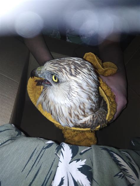 1182 Best R Birdsofprey Images On Pholder I Did It My First Bald Eagle In The Wild Its The