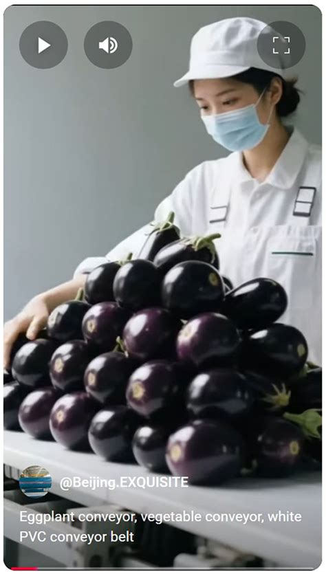 Eggplant Conveyor Vegetable Conveyor Pvc Belt Pvc Pu Conveyor Belt