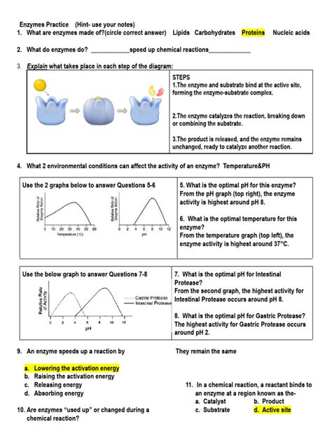 Enzymes Practice Pdf Enzyme Chemical Reactions