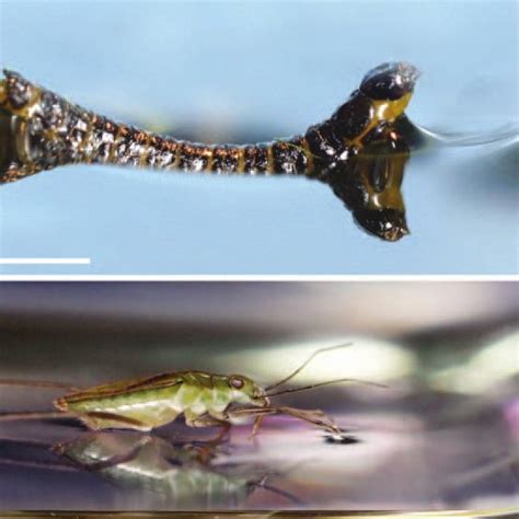 Meniscus Climbing By Wetting And Non Wetting Insects A The Beetle Download Scientific