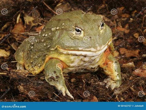 Pixie Frog Stock Image Image Of Animal Attitude Creature 50163757