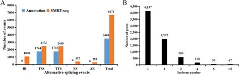 Alternative Splicing And Splice Isoform Analysis With Smrt Seq Reads A