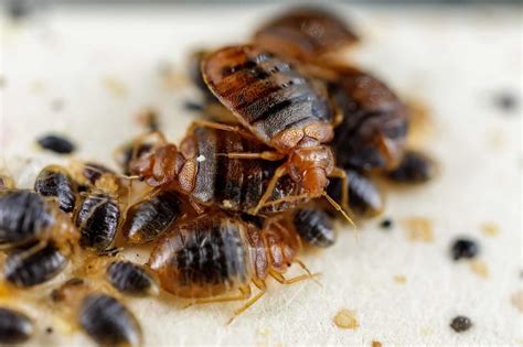 Testing Effective Insecticides Against Bed Bugs