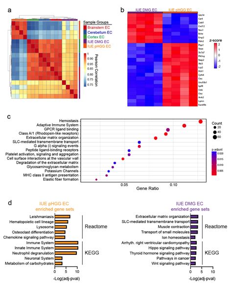 Phgg And Dmg Endothelial Transcriptomes Highlight Heterogeneity Of