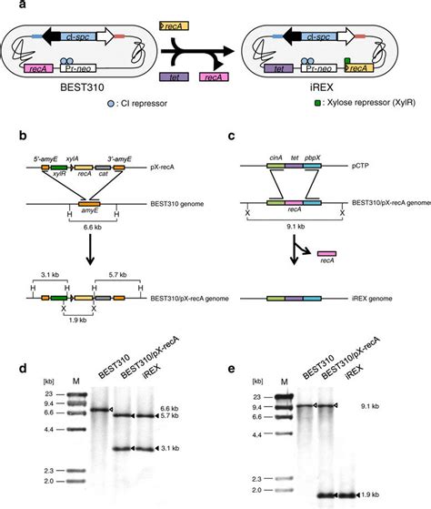 Construction Of The Reca Inducible Bgm Vector System A The Best310