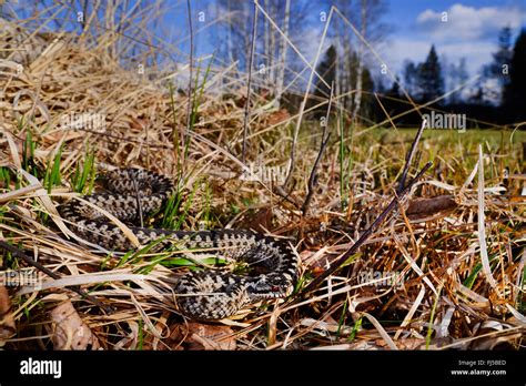 Adder Common Viper Common European Viper Common Viper Vipera Berus Male Adder In Spring