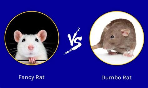 Fancy Rats Vs Dumbo Rats How To Tell The Two Apart And More Imp World
