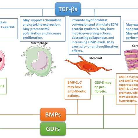 The Diverse Cellular Actions Of The Tgf βs Bmps And Gdfs In The Download Scientific Diagram