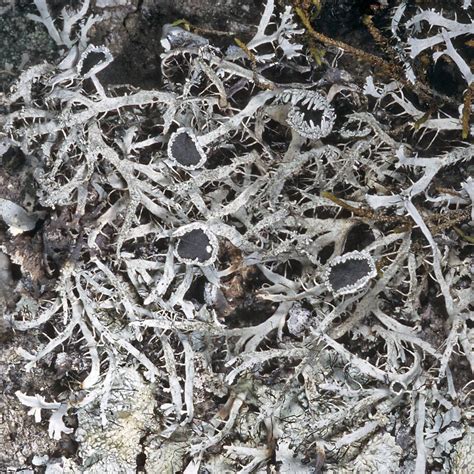 Consortium Of Lichen Herbaria Leucodermia Leucomelos