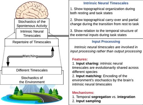 The Brain And Its Time Intrinsic Neural Timescales Are Key F Samim