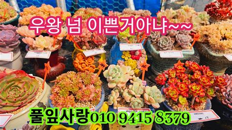 풀잎사랑🤩가격도💥색감도💥넘착하고💥이뻐용라즈아가대품엘샤대품파이어렌시스제스타철화레몬로즈수연레드환타지💥23328