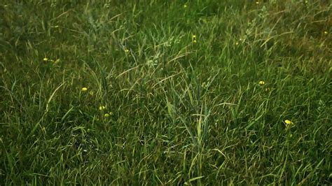 Realistic Foliage Pack 4 26 Game Assets Free