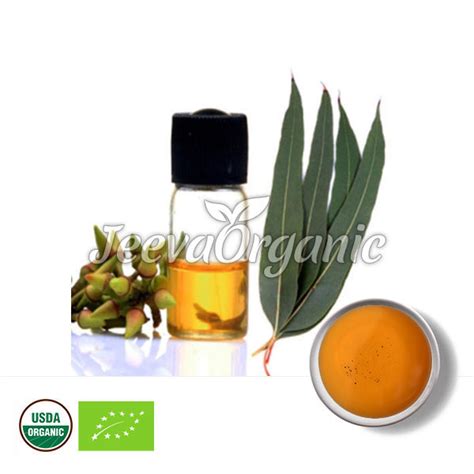 Organic Eucalyptus Globulus Oil Supplier Bulk Organic Eucalyptus Globulus Oil