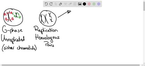 Solved In A Diploid Organism That Produces Gametes That Are 1n 16 How Many Of Each Will You