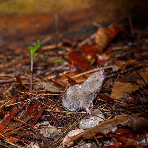 Short Tailed Shrew Shrew Maheuandmaheu Pest Management