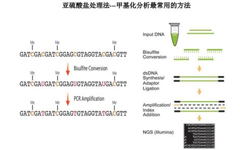 Dna甲基化分析 知乎