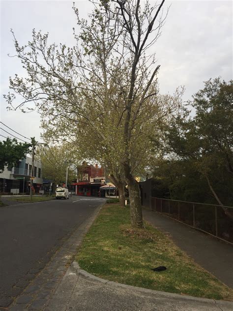 Not A Great Photo But Today I Saw A Crow Funeral With More Crows