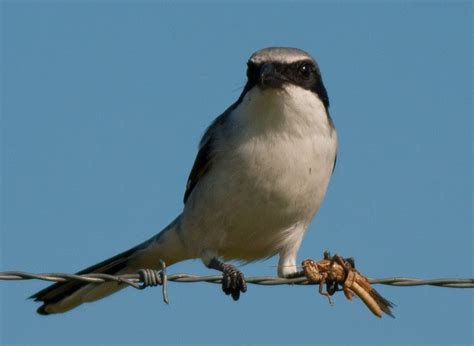 Loggerhead Shrike Meets Grasshopper