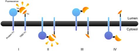 Fluorescent Complementation Occurs When The Two Complementary Domains