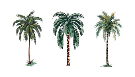 Premium Vector Natural Palm Tree Wooden Trunk With Lush Greenery