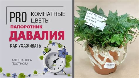 Давалия - папоротник с паучьими ножками | Красота спасет мир... - YouTube