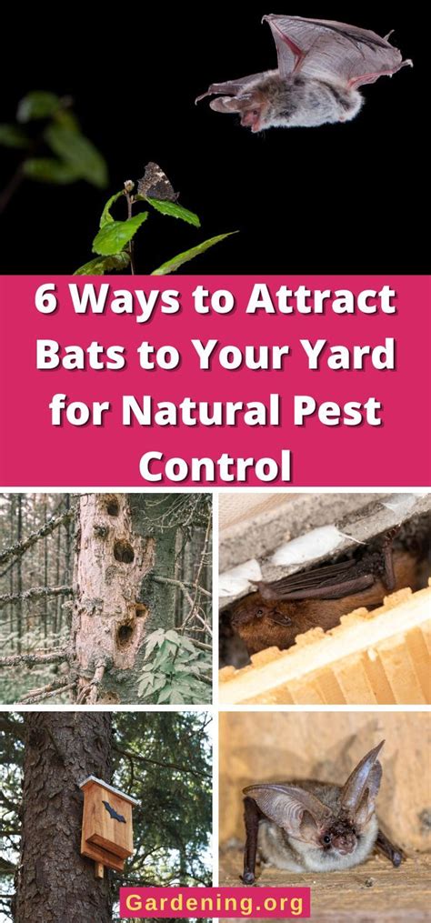 6 Ways To Attract Bats For Natural Pest Control