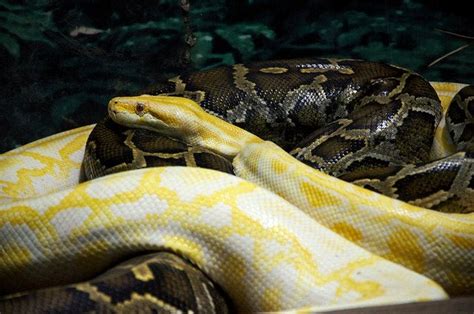 How To Use Your Django Models In External Python Scripts Rdjango