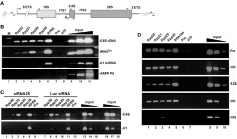 A Structure Of A Rrna Gene Showing 18s 58s And 28s Rrna Flanked By