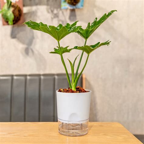 小天使蔓綠絨 簡約風雙層懶人盆器 花盆 透明自動吸水盆 巧繪網植物館 植物盆栽送禮推薦