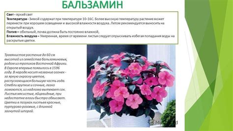 Ванька мокрый цветы - 69 фото