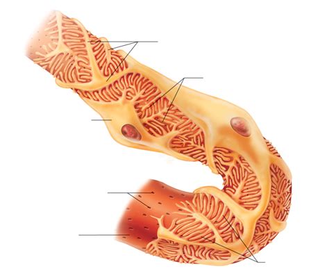 Glomerular Capillary Diagram Quizlet