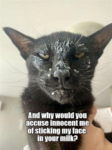 Funny Appropriate Cat Memes