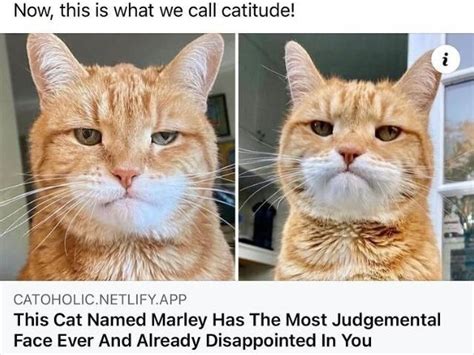 Funny Dumb Cat Memes