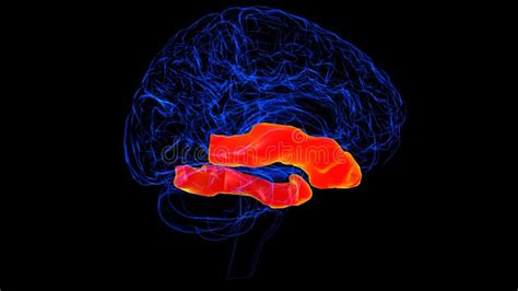 Brain Inferior Temporal Gyrus Anatomy For Medical Concept 3d Rendering