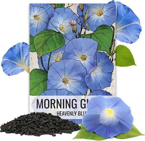 Ipomoea Tricolor Seeds Tall Morning Glory Heavenly Blue Seeds Buy
