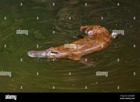 Platypus Ornithorhynchus Anatinus Duck Billed Platypus Semiaquatic