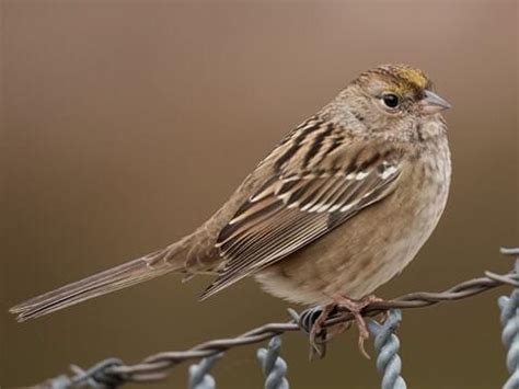 Golden Crowned Sparrow Female 180 Golden Crowned Sparrow Stock