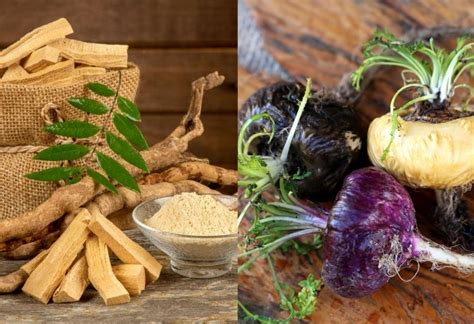 Tongkat Ali Vs Maca Key Differences And How To Combine Vinatura